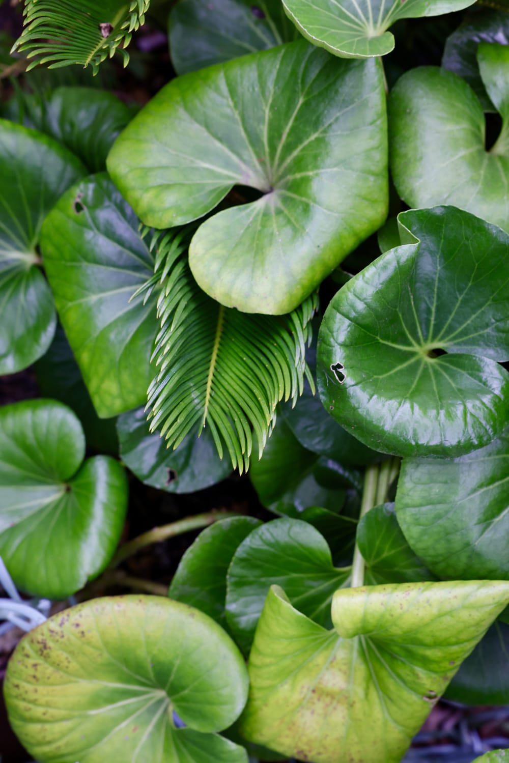 Glen Iris by Julie Crowe Landscape Design x Cosh Living