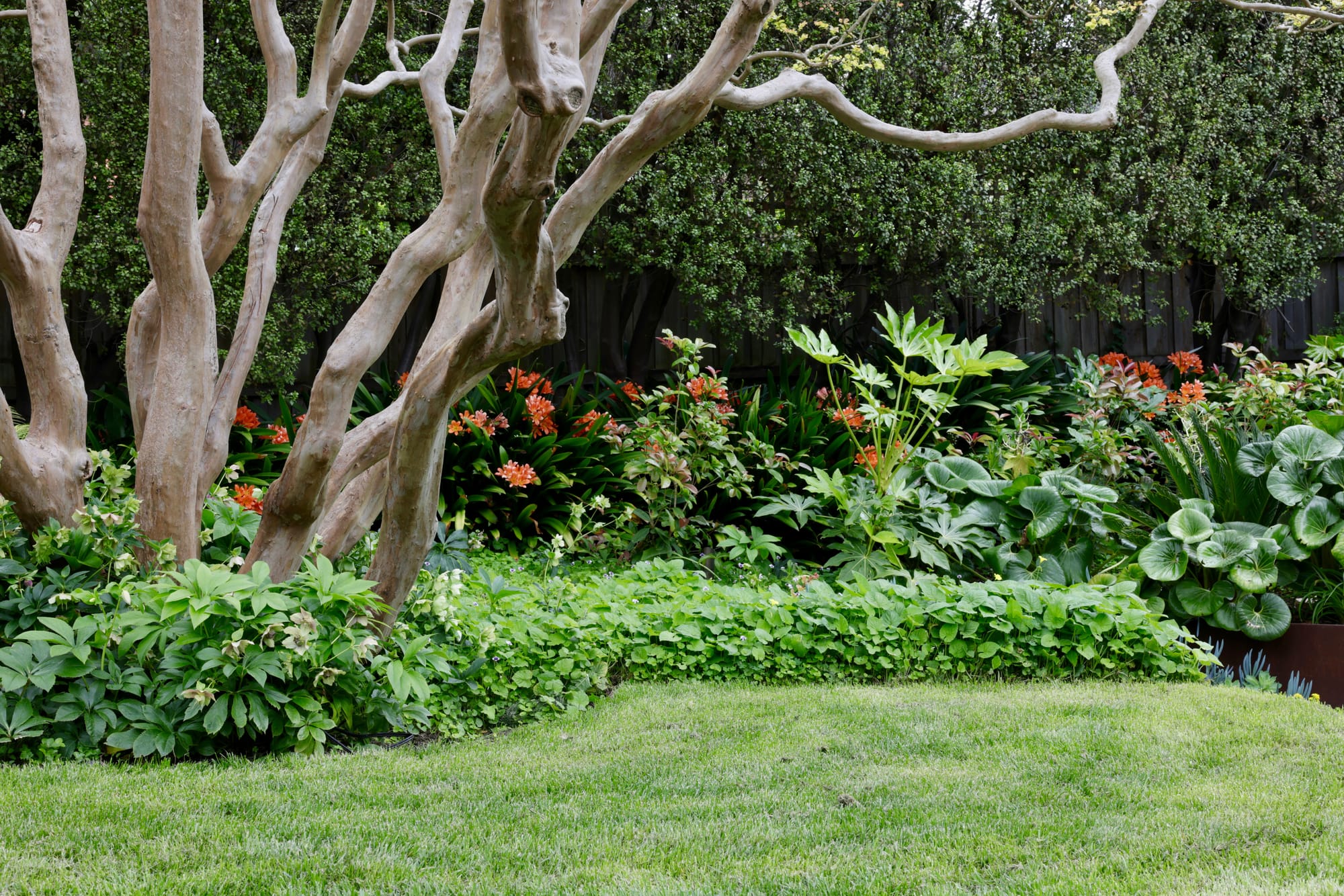 10 Terrific Trees for Your Courtyard