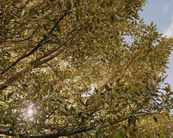 Como Toorak by Prime Edition x Jolson